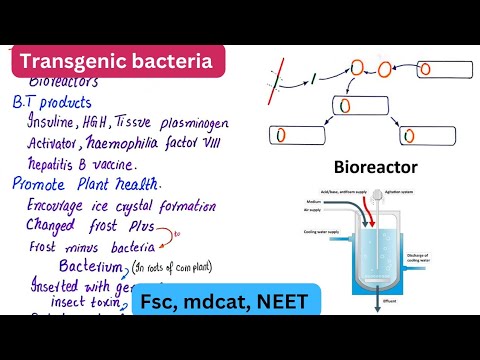 Transgenic bacteria | Biotechnology products | class 12 - YouTube