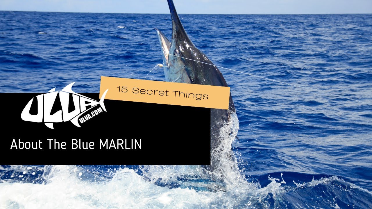 What Is A Blue Marlin And 15 Facts You Should Know - YouTube