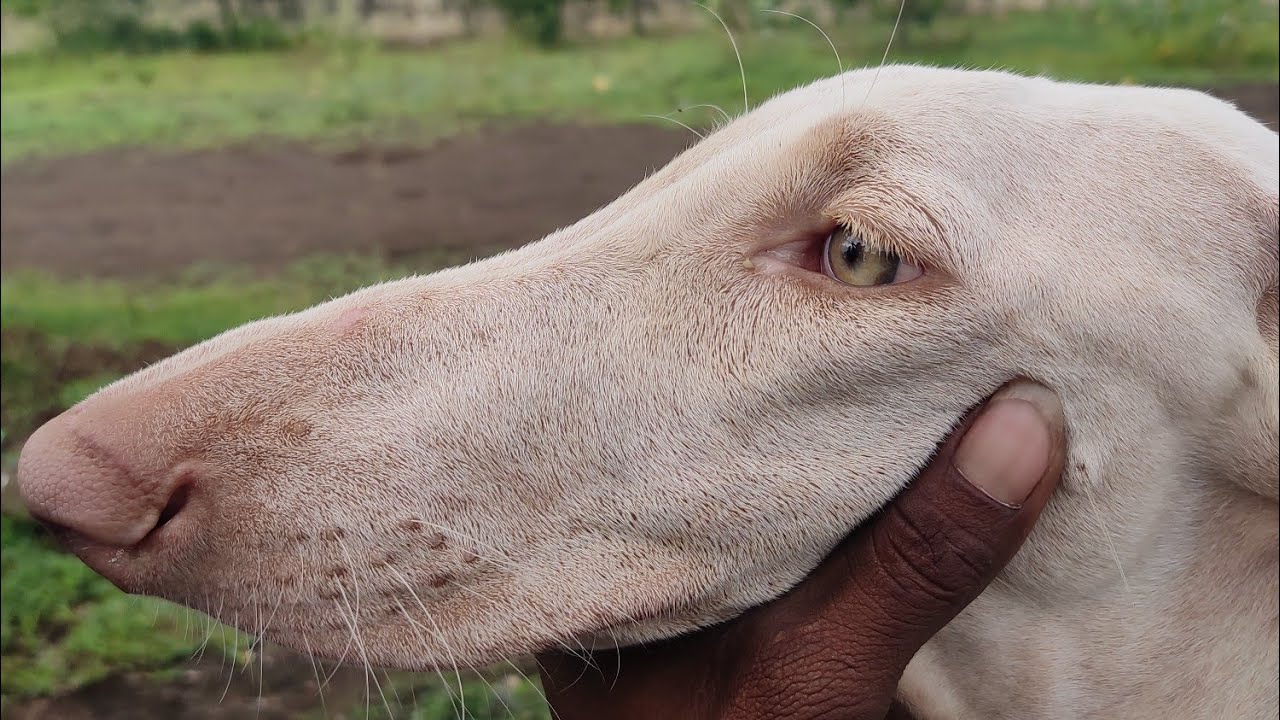 Mudhol hound puppy available state Karnataka district Bagalkot in ...