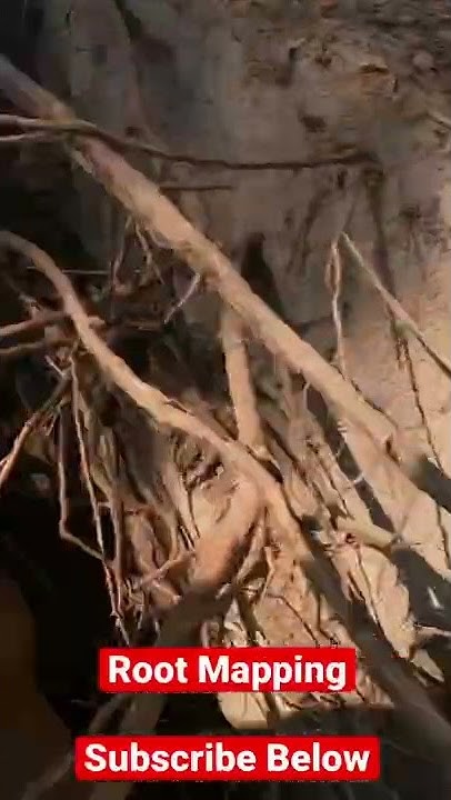 Tree Root Mapping(Subscribe For More) #shorts - YouTube