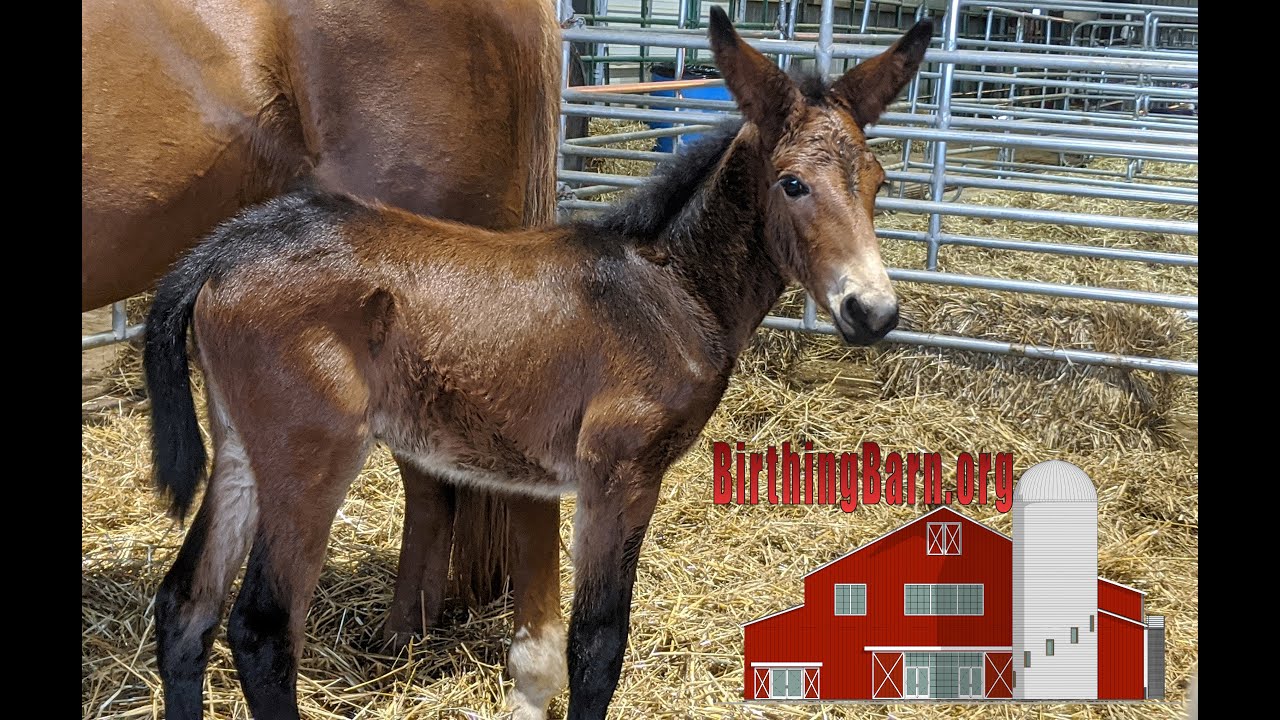 Birthing Barn: Behind the Scenes, Arrival of Mare Sunshine & Mule Filly ...