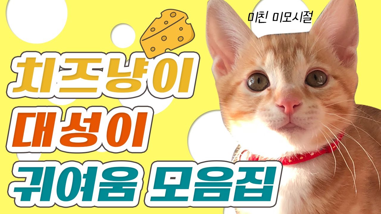 요정님네 고양이 이야기 -대성이2[치즈태비 고양이/Cheese Tabby Cat/big cat] - YouTube