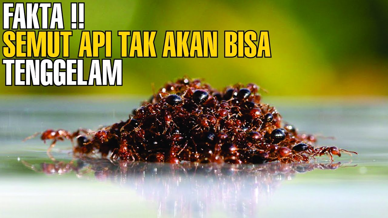 KEAJAIBAN SEMUT API ! Bersatu, Mereka Tak Akan Pernah Tenggelam | Fakta ...
