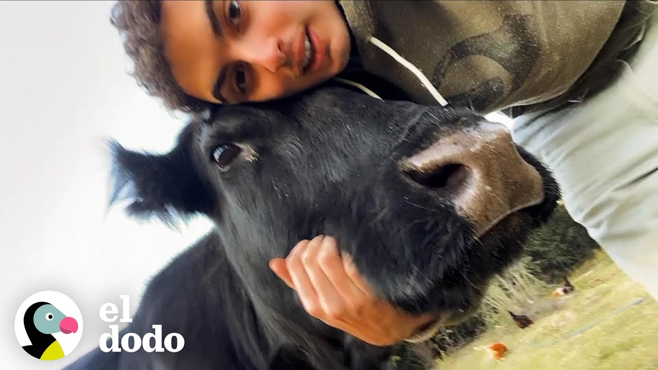 Esta vaca cree se que es un perro y sigue a su dueño a todos lados | El Dodo - YouTube