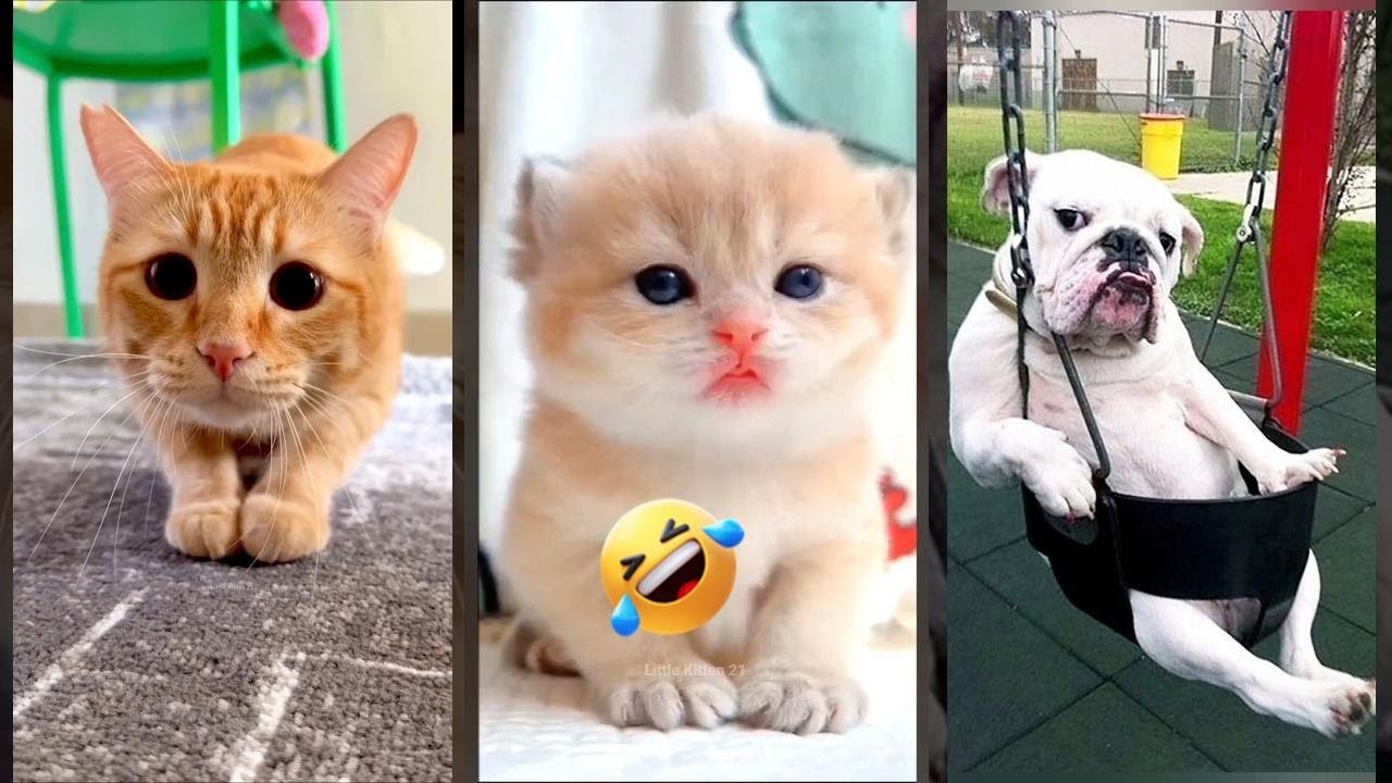 Funny Cats 2024 😸 Cat Fight ️ #cathouse Ep 9287 - YouTube