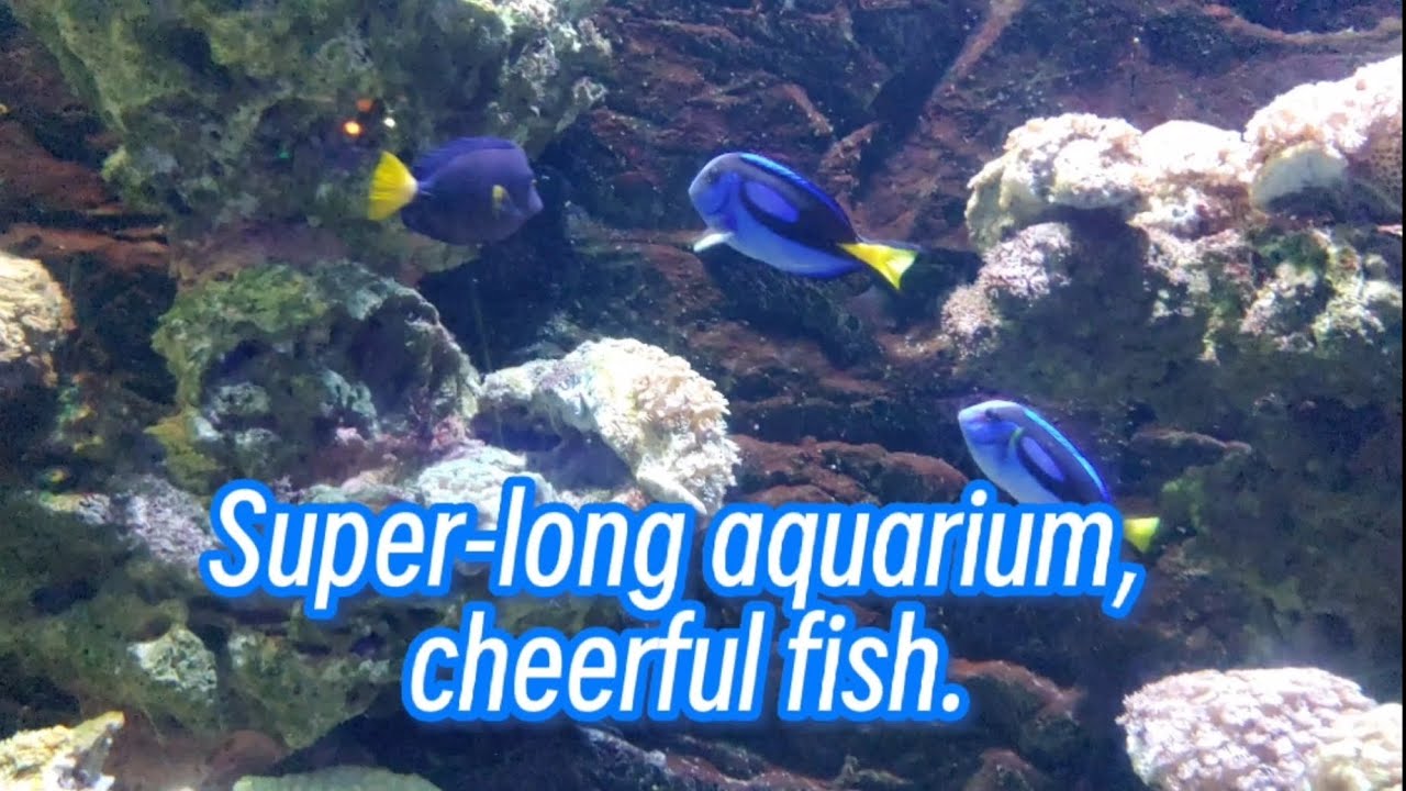 Extra long aquarium. |A cheerful variety of fish. |Roaming the aquarium ...