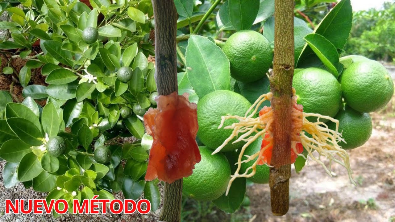 Así Obtienes una Planta de Limón con muchos frutos en maceta utilizando ...