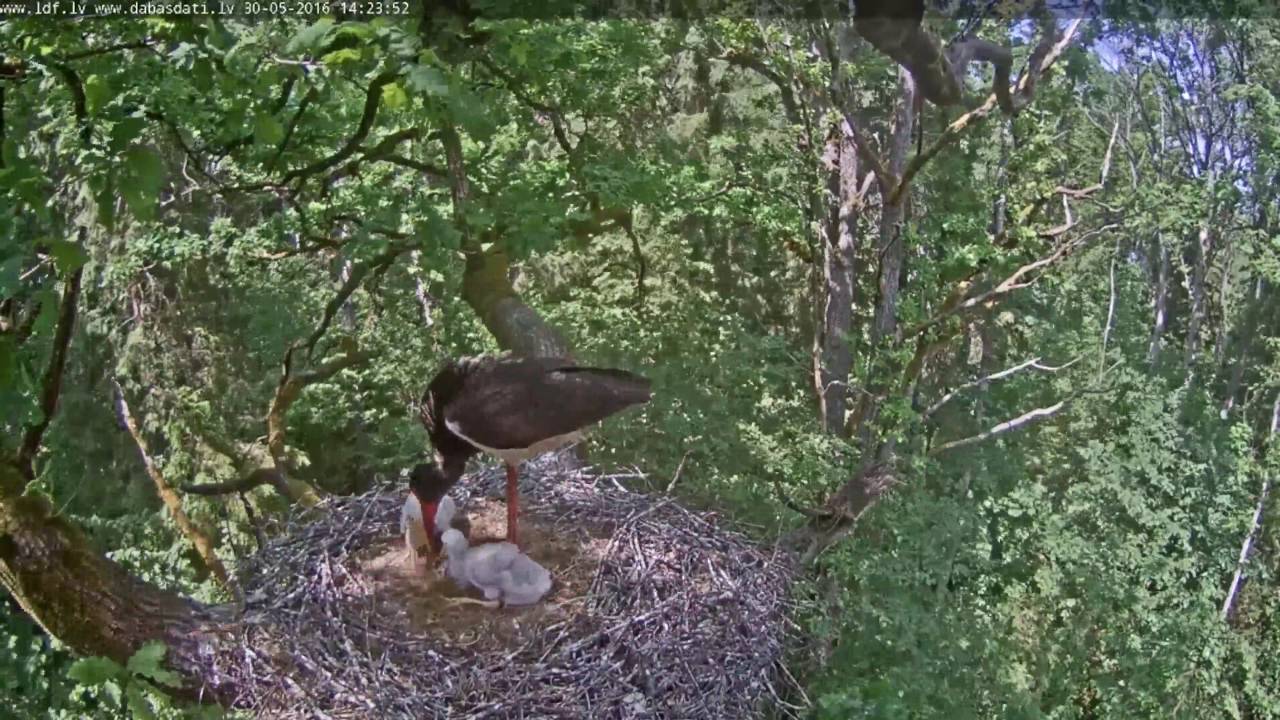 14h22m melnais starkis Female feeds the storklets - YouTube