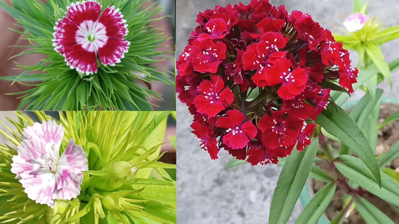 Sweet William Flower Plant | Summer Flower Plant - YouTube