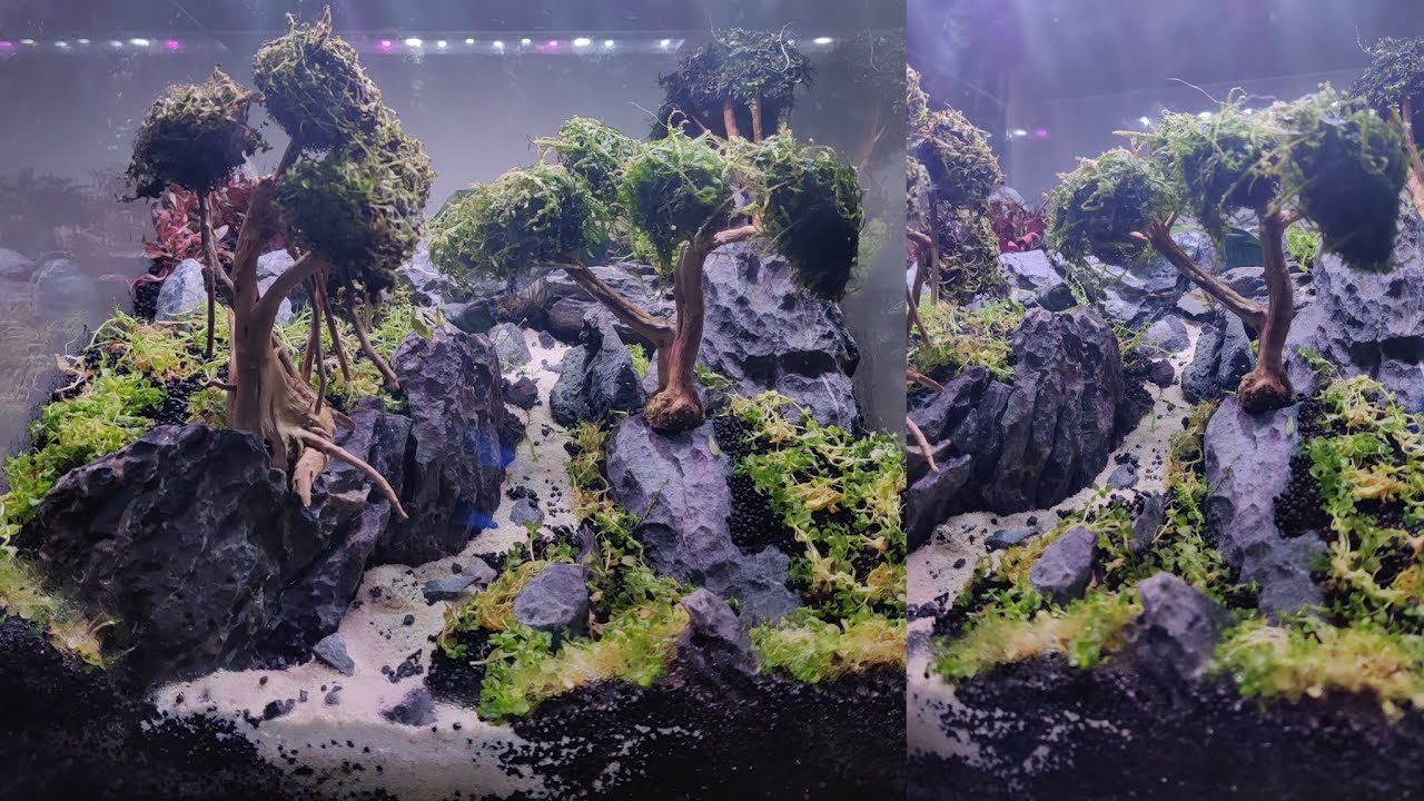 Aquascaping • The Infamous Escarpment • 1 foot cube low tech nanoscape ...