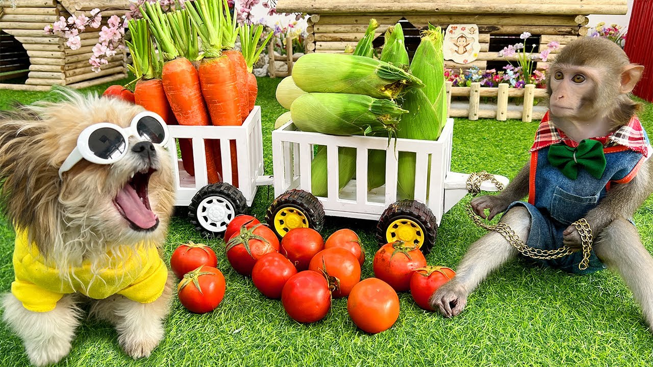 🐵Adorable baby monkey Bim Bim helps dad carry vegetables for the dog ...