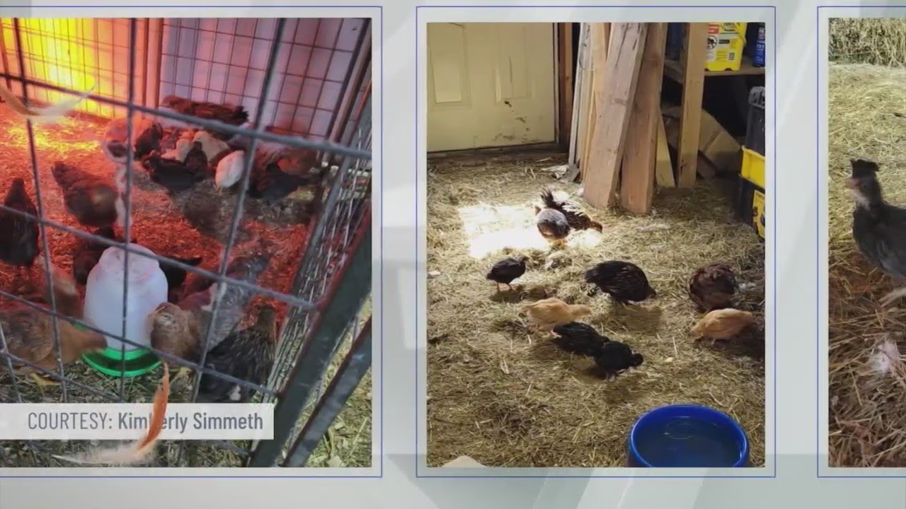 50 chickens allegedly stolen from Niagara County property, police ...