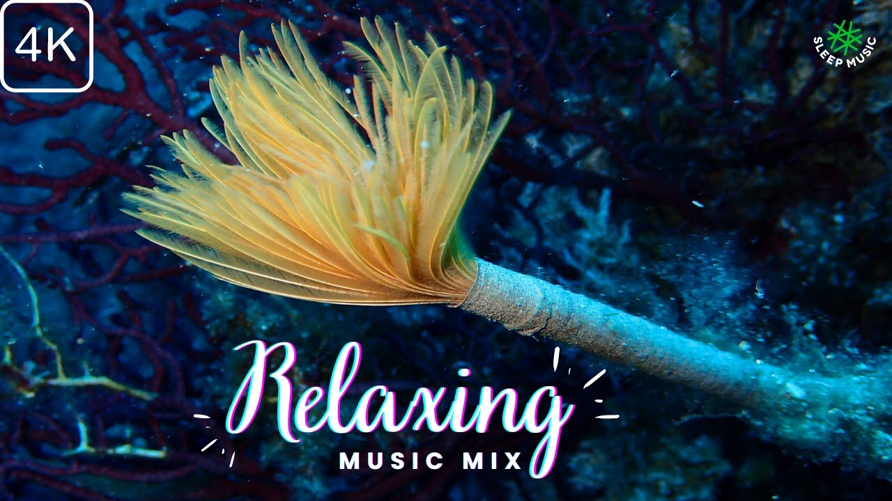 Amazing Underwater World of the Sea Relaxation Music Deep Ocean Sleep ...