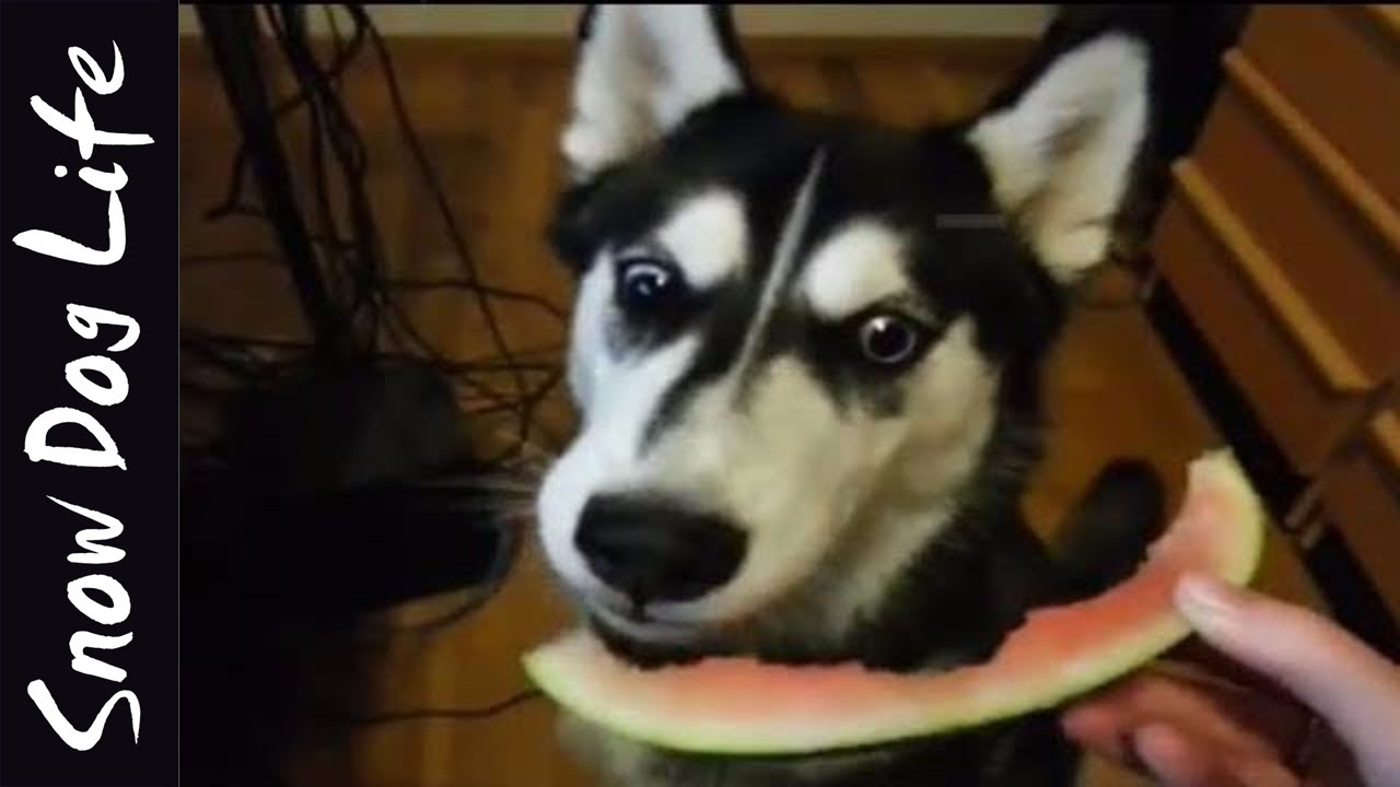 Siberian husky eating watermelon! - YouTube