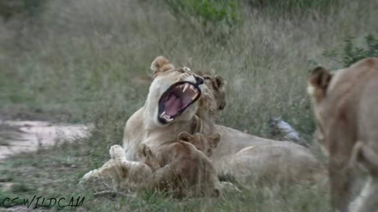 Lion Pride Waking Up with Exciting Interaction Ep 65 - YouTube