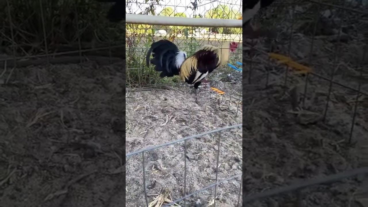 Pollo Clement Grey/Hatch 2022 - YouTube