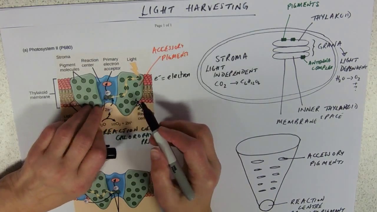 Light Harvesting - YouTube