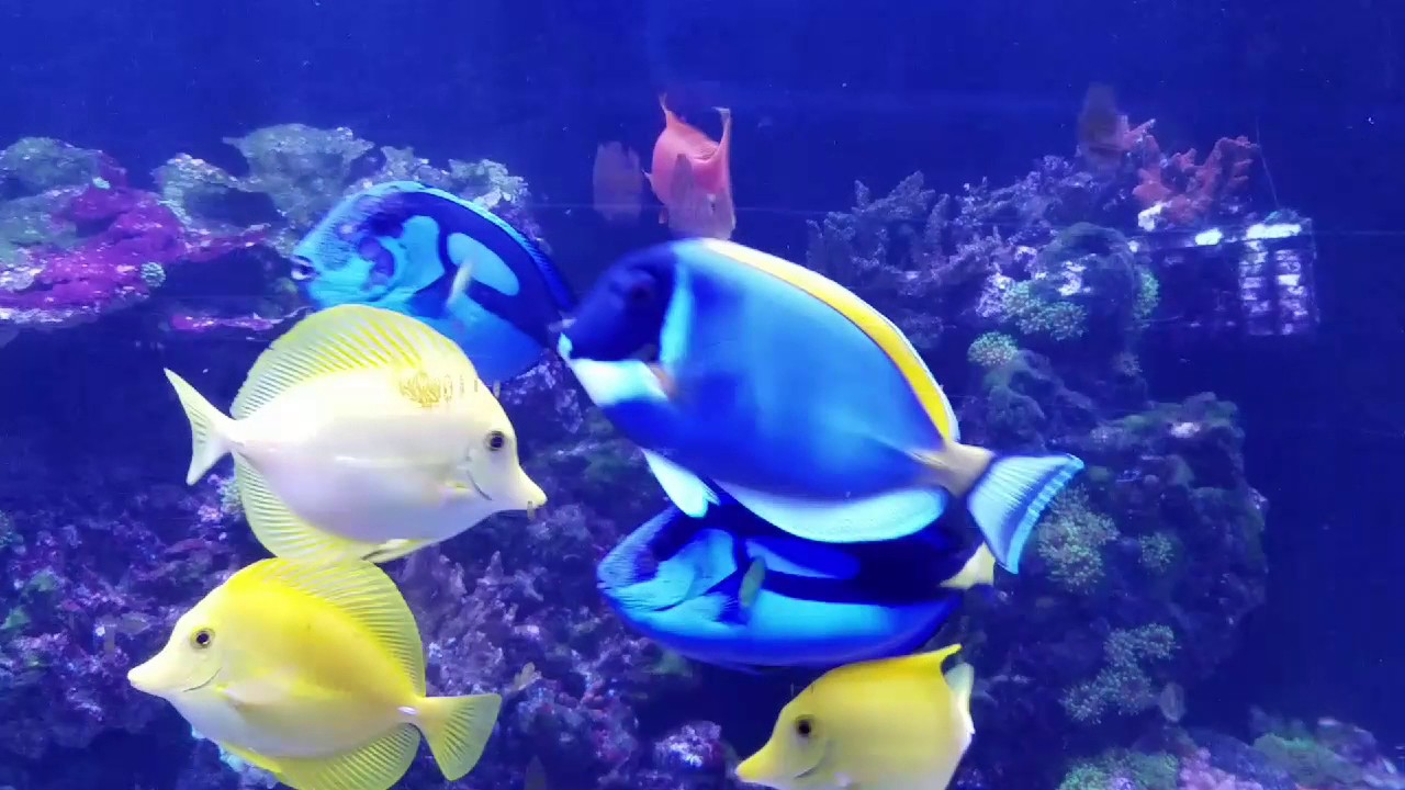 FINAL video on the 300g reef, (tear down) - YouTube