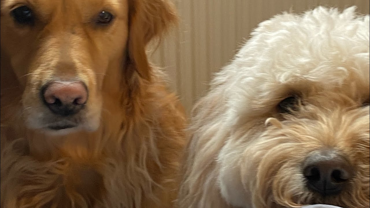 Both my dogs in 1 video #5 - YouTube