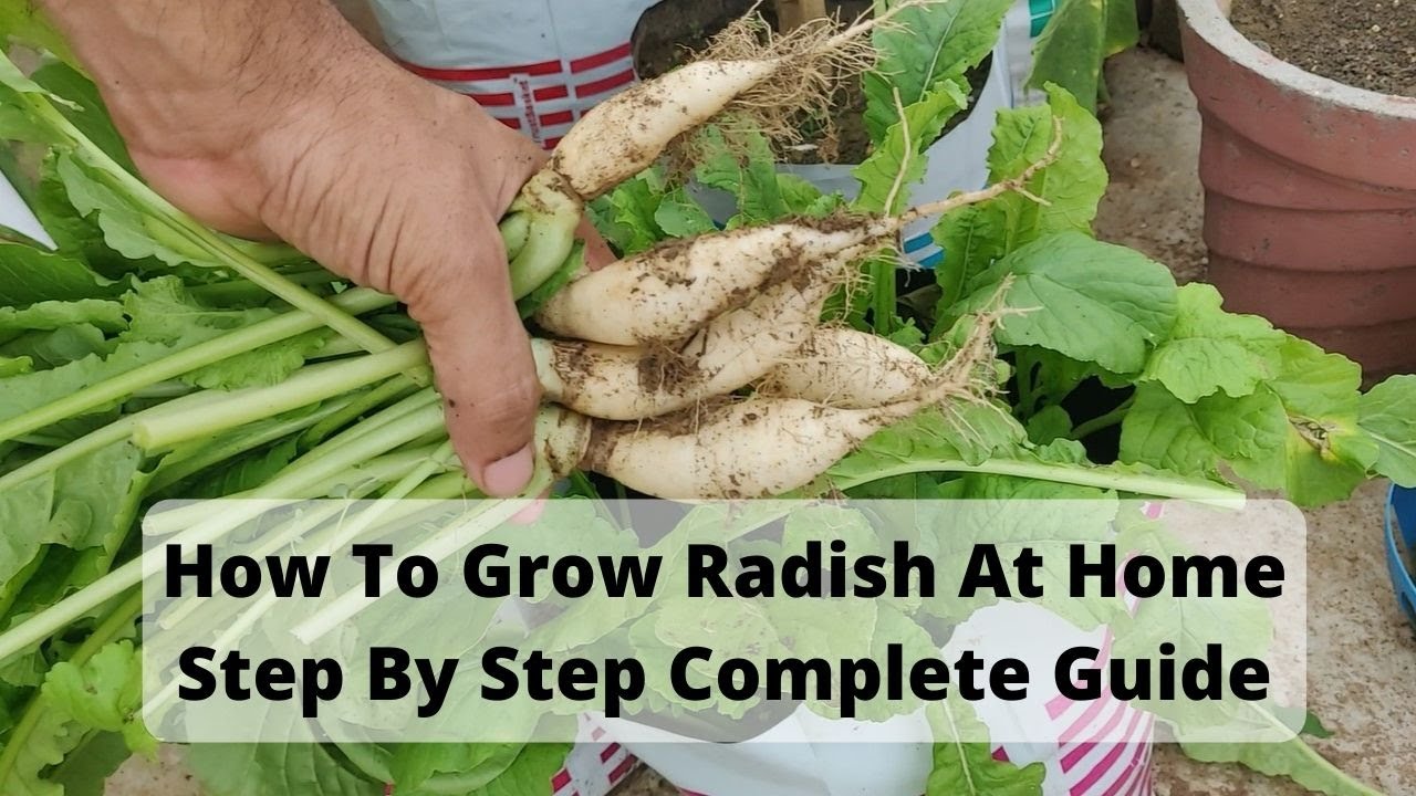 How to Grow Radish or Mooli At Home: Step By Step Complete Guide - YouTube