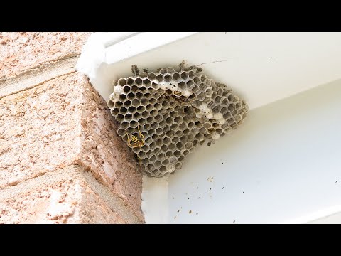 How to remove wasp/bee nest