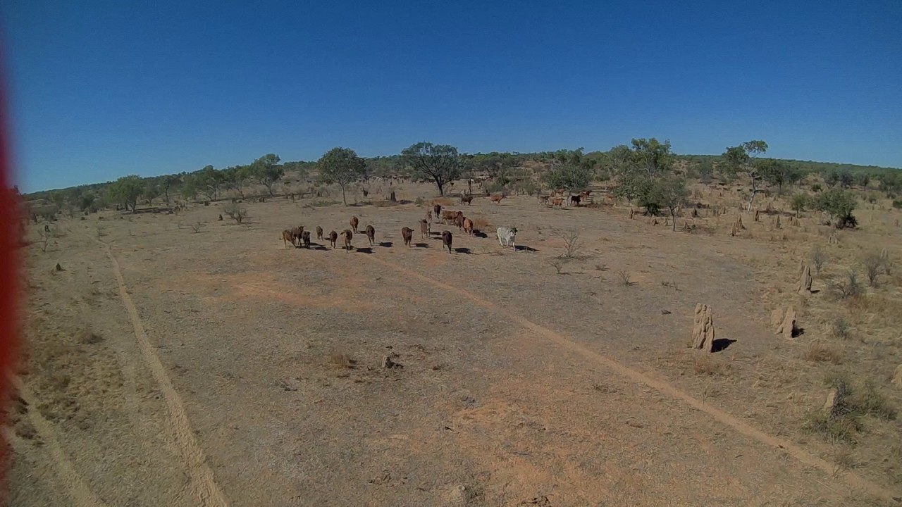 FPV Mustering at Moola Bulla Station - YouTube