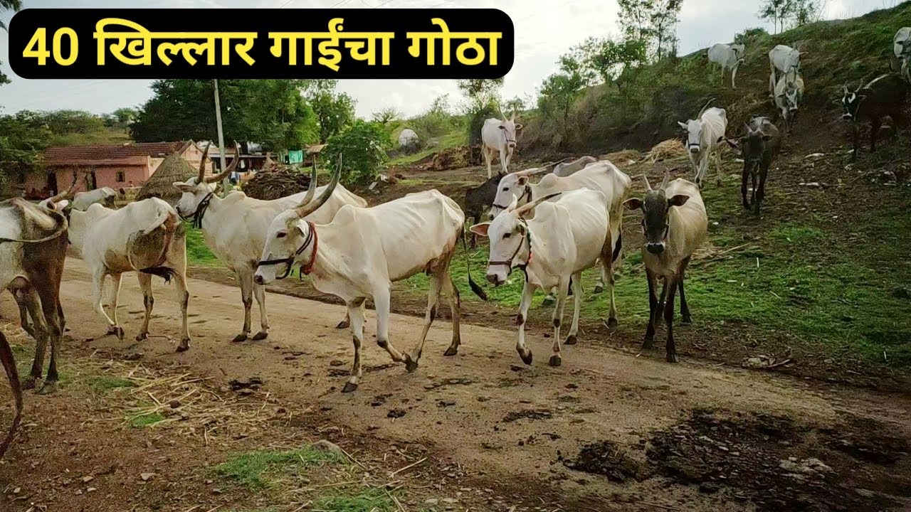 40 खिल्लार गोवंशाचा सांभाळ | Khillar cow farm in maharashtra - YouTube