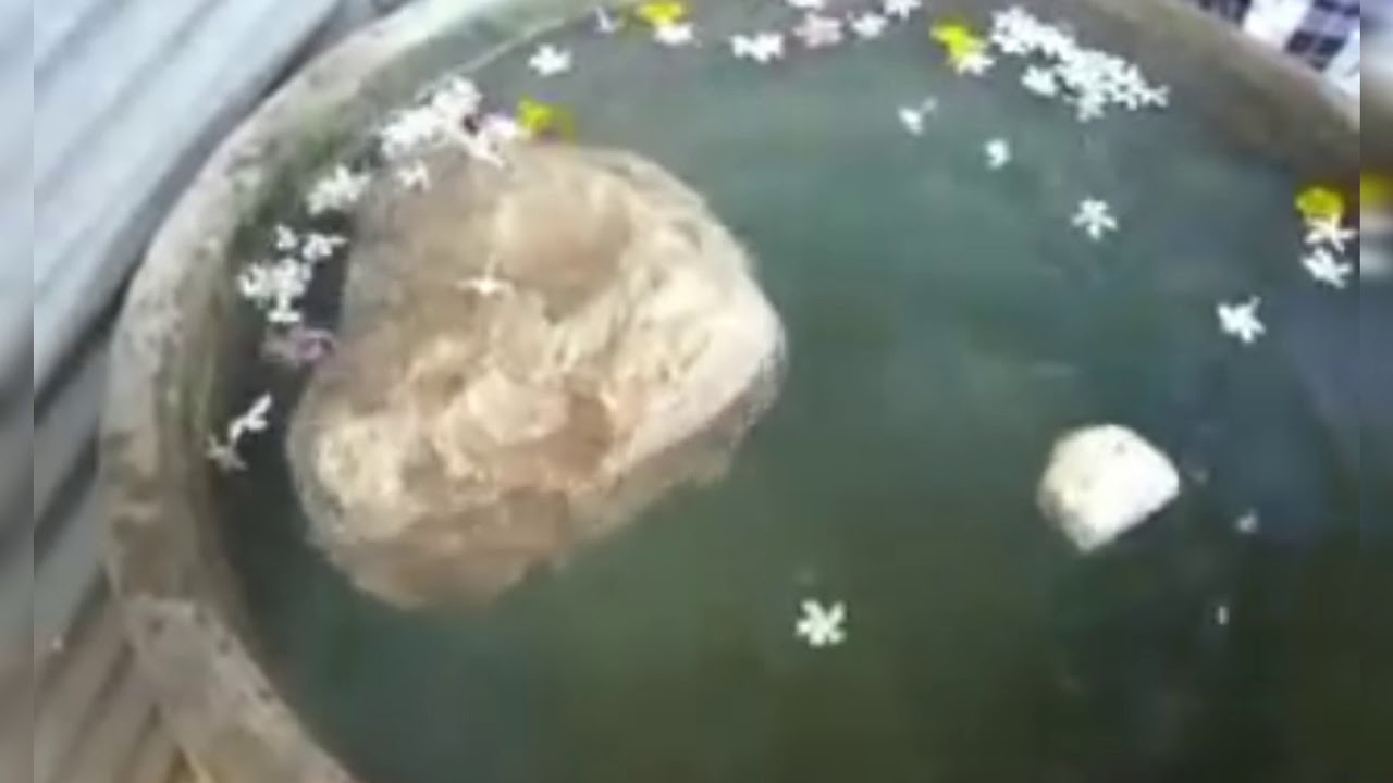 Rameshwaram Floating Stones of Ram Setu (Adam's Bridge) - Rameswaram ...