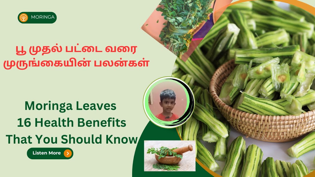 Benefits of Moringa.....பூ முதல் பட்டை வரைமுருங்கையின் பலன்கள் - YouTube