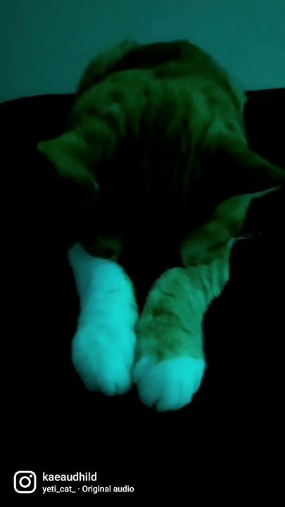 The post-nip crash 🐈 #shorts - YouTube