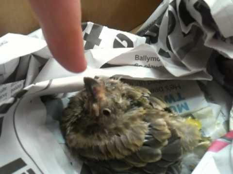 Bellbowrie Vet - Baby Apostle bird hungry for a meal. - YouTube