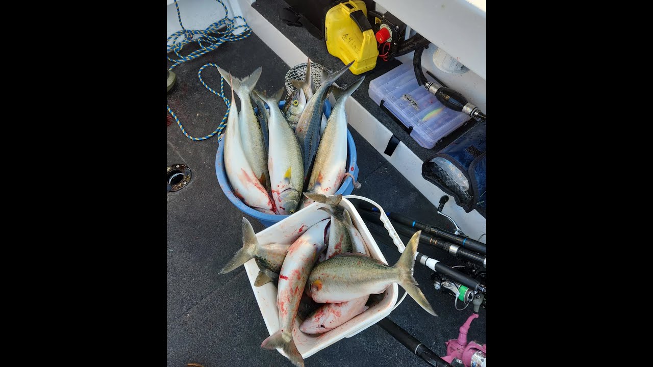 Australian Salmon Fishing In port Phillip Bay - YouTube