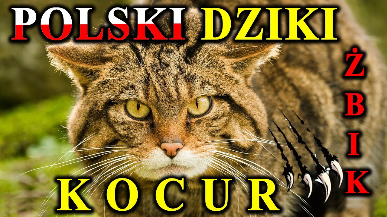 Czy Zabija Jelenie? - ŻBIK - Ekstremalnie Rzadki Kot - YouTube