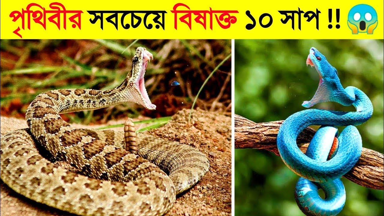 পৃথিবীর সবচেয়ে বিষাক্ত ১০ সাপ 🐍 কোনটি ? 😱😱😱 || Most Venomous Snakes in ...
