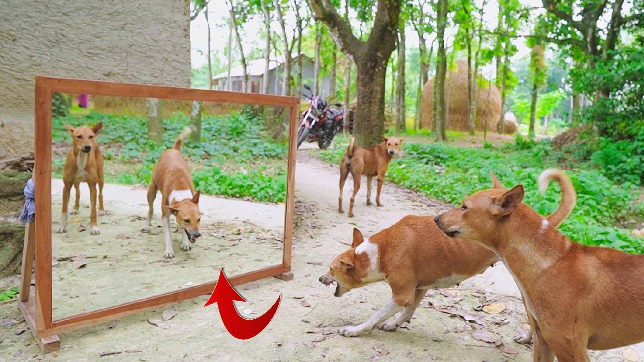 Dog reaction video | Crazy dog vs mirror reaction | Dog reaction moment ...