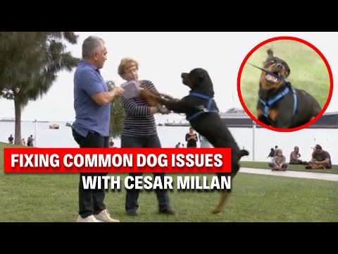 The 4 Most Common Dog Behavior Problems & How To Fix Them | Dog Nation Throwbacks