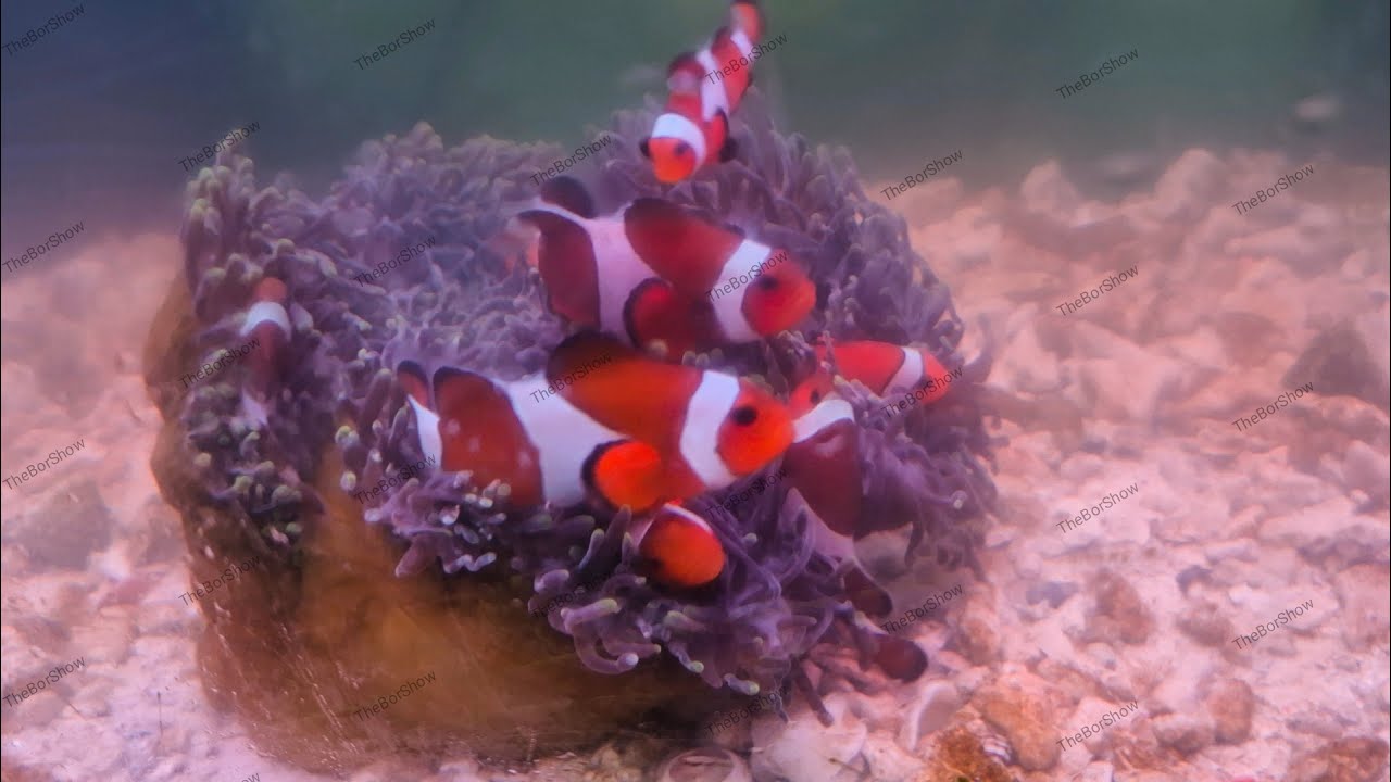 Saline 3 - Salt Water - Assorted Fish - Aquarium - Fish - Sleep, Study ...