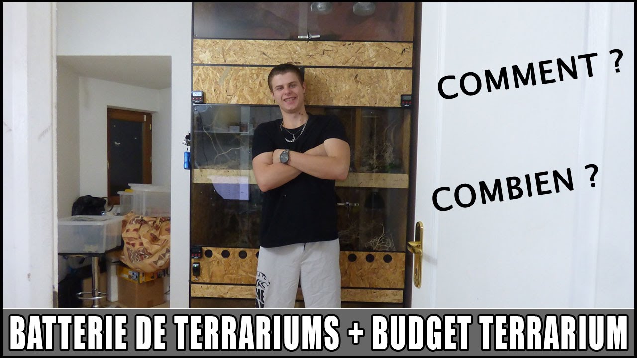 BATTERIE DE TERRARIUM - EUBLEPHARIS - YouTube