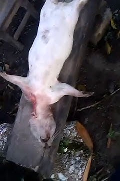 Como pelar una tuza real - YouTube