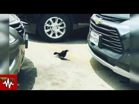 PAJARO "ZOMBIE"?, ATEMORIZA A INTERNAUTAS, SE HACE VIRAL!....... - YouTube