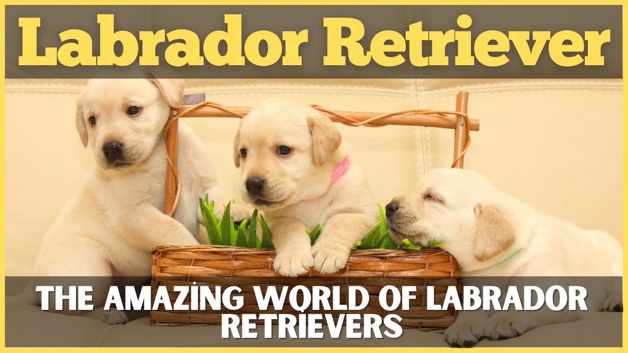 The Amazing World of Labrador Retrievers: An In-Depth Documentary - YouTube