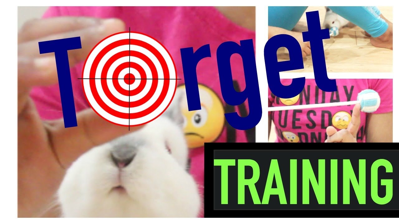Bunny Target Training| My Pawfect Family - YouTube