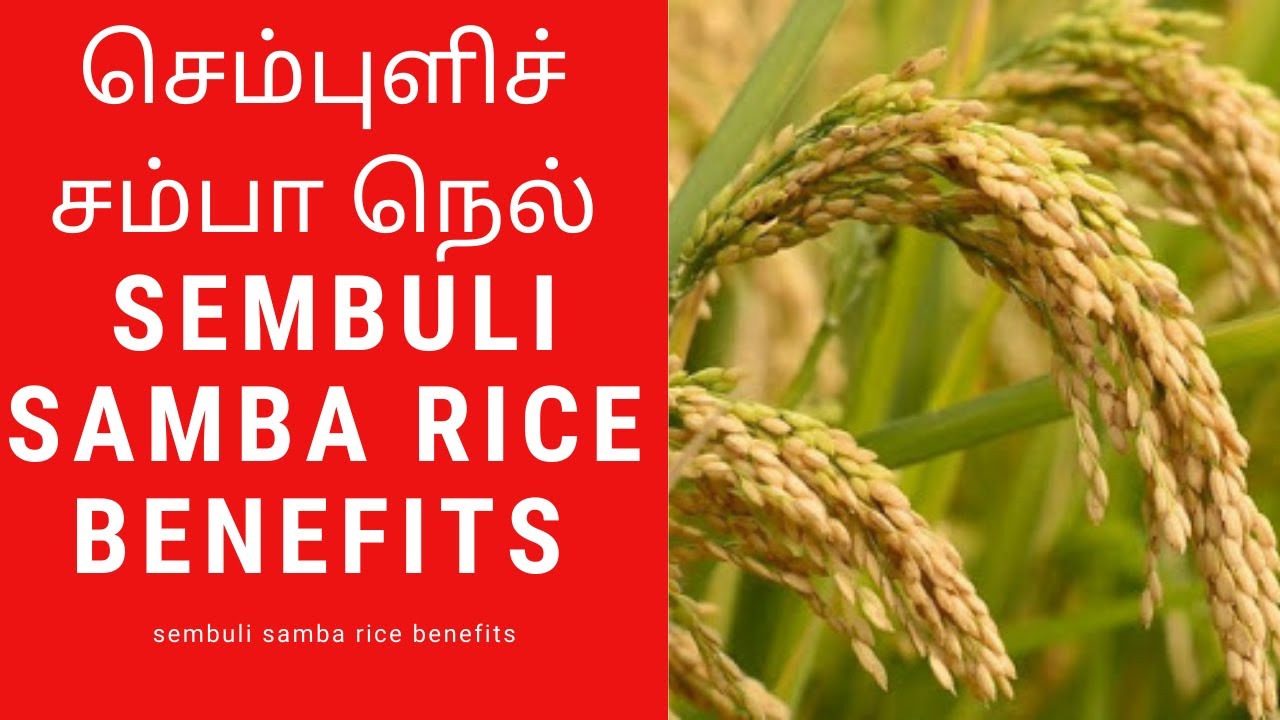 Sembuli Samba Rice | Traditional Rice Varieties in Tamilnadu ...