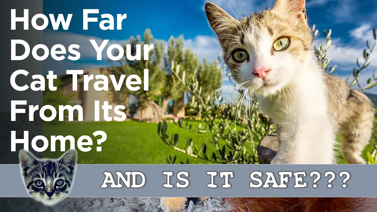 How Far Will Cats Travel from Home? Discover the Mystery - Hujaifa
