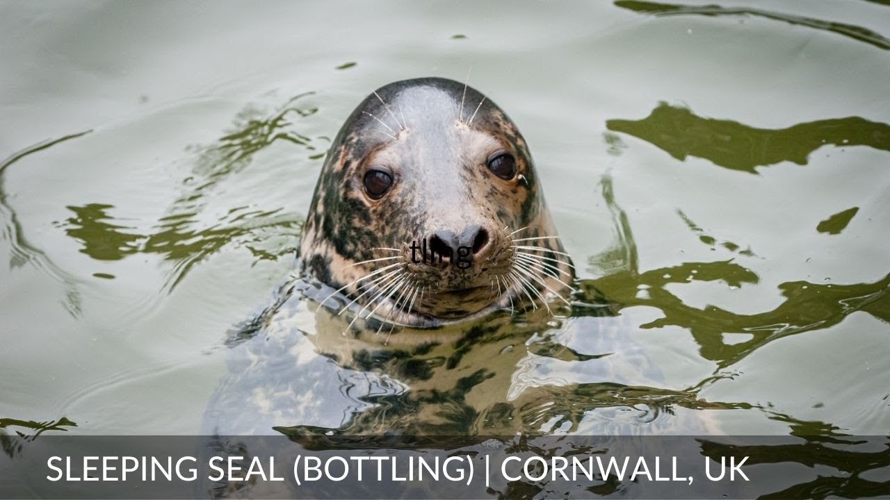 Sleeping Seal (Close Up), Bottling Seal, Cornwall, UK - YouTube