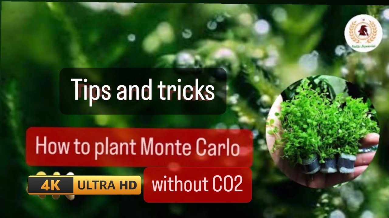 How to plant Monte Carlo without CO2 | बिना CO2 Monte Carlo उगाएँ # ...