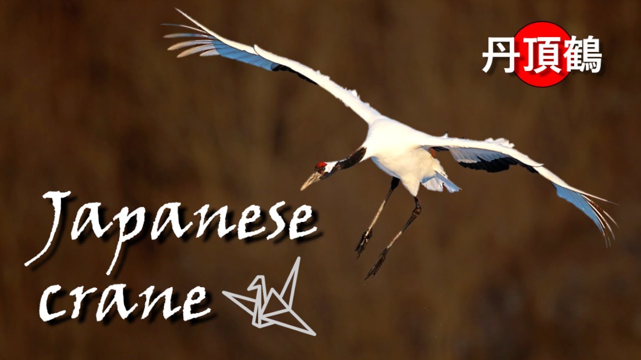 Japanese Crane Diet