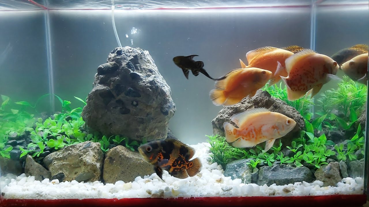 Simple Aquarium Setup | How to Setup an Aquarium DIY - YouTube