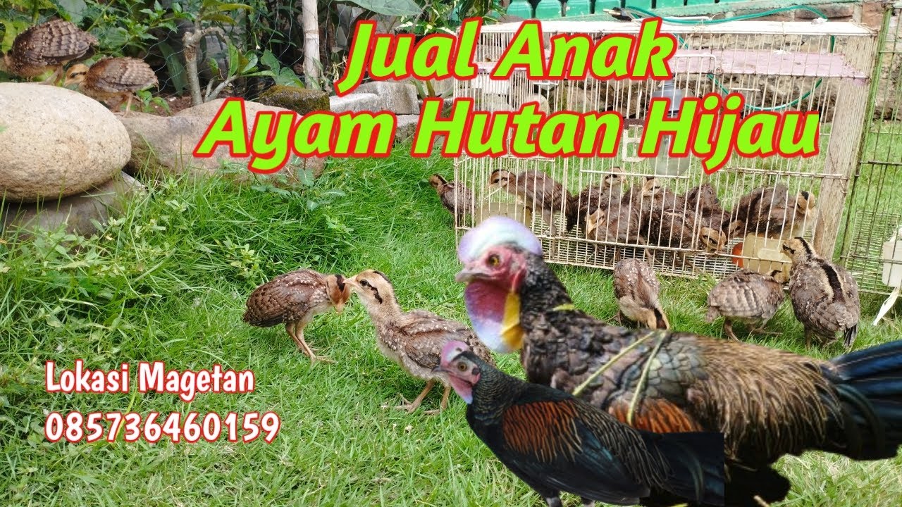 JUAL ANAKAN AYAM HUTAN HIJAU // AYAM ALAS 15 APRIL 2024 - YouTube