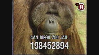 San Diego Zoo's legendary orangutan escape artist in 19... | Doovi